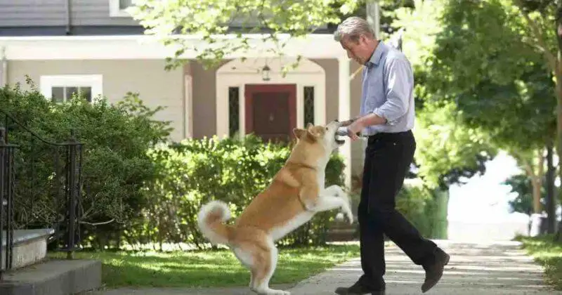 20 Best Dog Movies Of All Time – Flickside