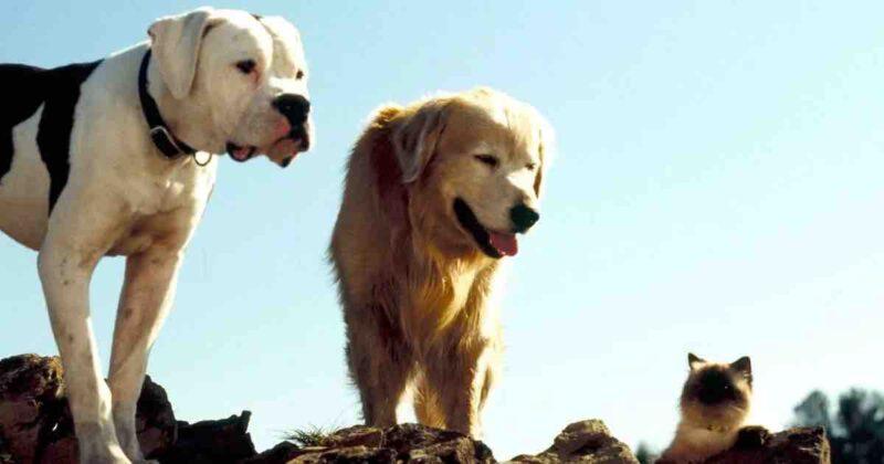 20 Best Dog Movies Of All Time – Flickside